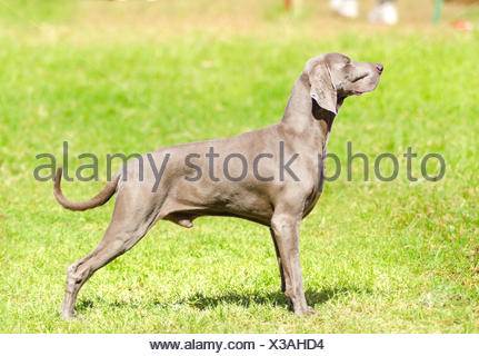 Eine junge, schöne, Silber blau graue Weimaraner Hundewiesen auf dem ...