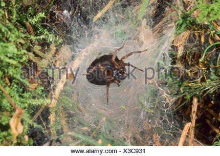 Erd-Finsterspinne, Erdfinsterspinne, Waldboden-Finsterspinne ...