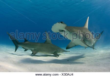 Großer Hammerhai, ein Hai-Arten durch Überfischung für seine Flossen ...