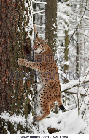 Eurasischer Luchs (Lynx Lynx), Klettern auf einem Baumstamm in einem ...