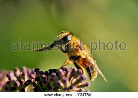 Insekten, fliegen, Rüssel, Einnahme, sauber, Makro, Nahaufnahme, Makro ...