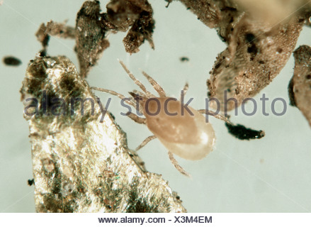 Raubmilbe Hypoaspis miles Stockfotografie - Alamy