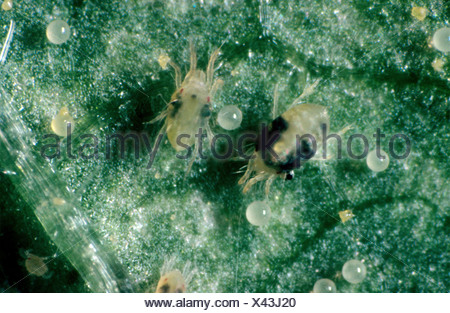 Zwei gefleckte Spinnmilbe Tetranychus Urticae auf eine Pflanze ...