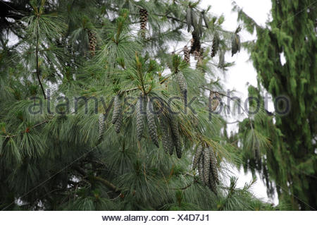 Verwunderlich Baum Mit Langen Nadeln Fotos