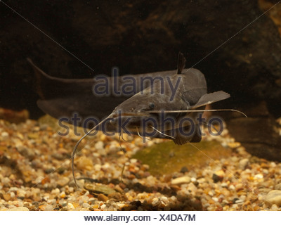 Deutschland, Bayern, Wels Wels, Silurus Glandis, im Fluss Alz Stockfoto ...