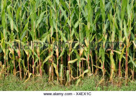 Getreide Mais frühen Wachstum Entwicklungsstadien zeigen Wurzelsysteme ...