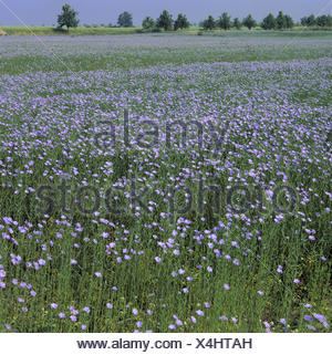 Flachs-Feld, Blüte, Heilpflanzen 2005 Bereich Landschaft, Landschaft ...