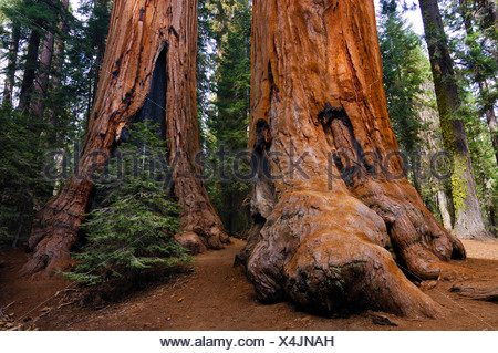 Mammutbaum, Giant Redwood (Sequoiadendron Giganteum), Bäume Im Giant ...