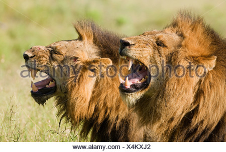 Männliche Löwen brüllen, Greater Kruger National Park, Südafrika ...