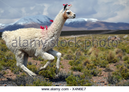 Llama (lama glama), die auf dem Altiplano, Anden, Cuzco, Peru ...