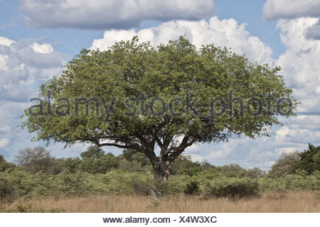 Amarula Cream Likör hergestellt Südafrika Zucker Sahne Obst ...