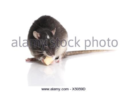 Ratte essen Studio Ausschnitt Stockfoto, Bild: 53329792 - Alamy