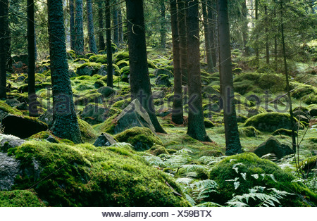 Moosbedeckten Fichte Baumstämme, Sequoia Nationalpark, Kalifornien, USA ...