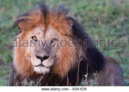 Reifen männlichen Löwen mit schwarzen Mähne Serengeti Nationalpark ...