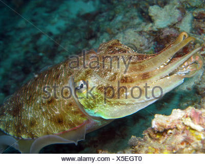 Molluske Tiere Sepia Fische Unterwasser Tauchen Krake Tintenfisch ...