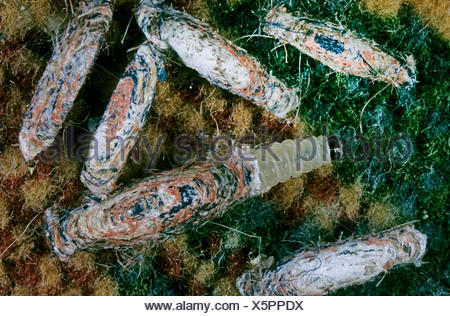Kleider Motten Larven und Kokons Stockfotografie - Alamy