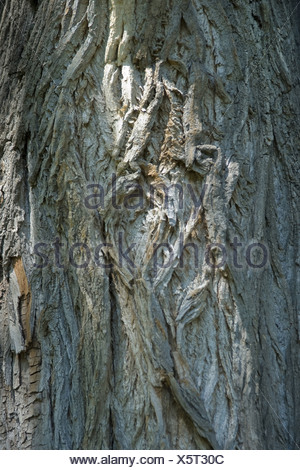 Schwarz-Pappel (Populus Nigra) Stamm und Rinde Riverside Baum ...