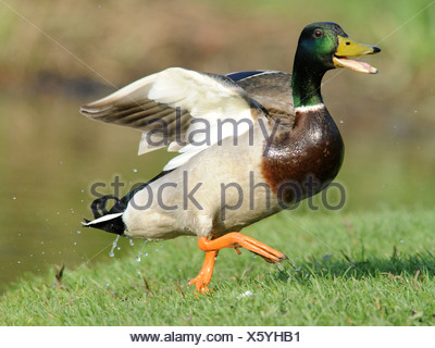 Eine sehr glückliche Ente, ein Lächeln auf den Lippen Ente Stockfoto ...