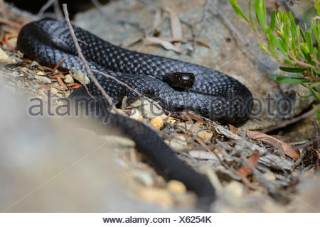 Black Tiger Snake (Notechis ater), Fam. Elapidae, ein in hohem Grade ...