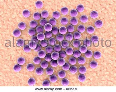 Computer-Darstellung der Staphylokokken-Bakterien (Staphylococcus ...
