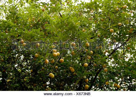 Muskat Frucht wächst auf einem Baum Muskatnuss (Myristica Fragrans ...