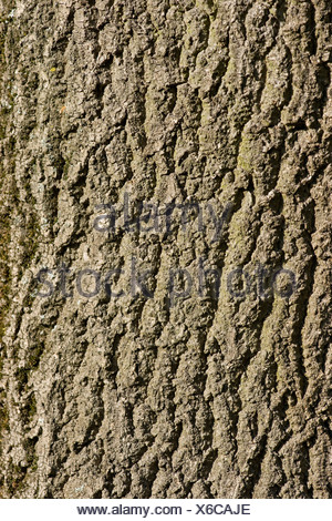 Gemeinsame Europäische Esche Esche (Fraxinus excelsior), Äste vor ...