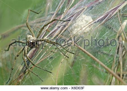 Kokon, Kokon, Listspinne, Raubspinne, Webspinne, Pisaura Mirabilis ...