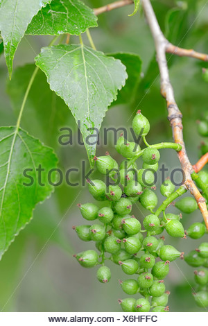 Kanadische Pappel, Früchte, Provence, Südfrankreich/(Populus x ...