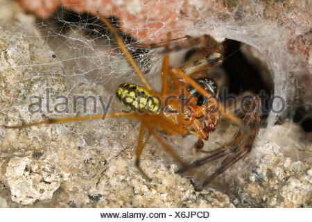 Kugelspinne, Haubennetzspinne (Theridiidae), Netz Einer Kugelspinne ...