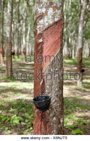Bäume in einer Kautschukplantage in Südost-Asien Stockfoto, Bild ...
