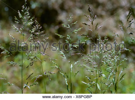 Landwirtschaft - Unkraut, Roughstalk Bluegrass (Poa Trivialis) aka ...