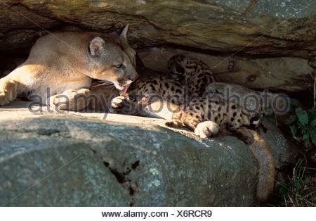 Puma, Puma Concolor, Weibchen mit Jungtier, leckte seine Pfote ...
