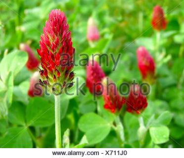 Klee Rote Bluten