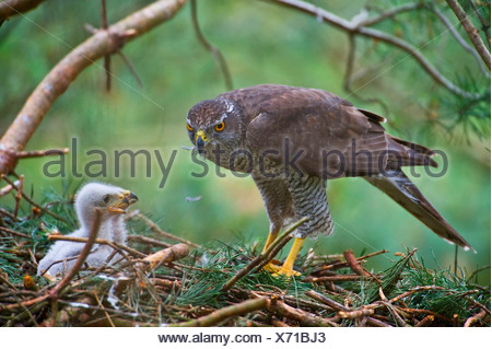 Männliche Habicht (Accipiter Gentilis) ernähren sich von Rotfuchs ...