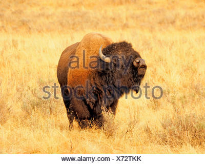 Amerikanische Bison, Büffel (Bison Bison), Stier und Kuh in der Prärie ...