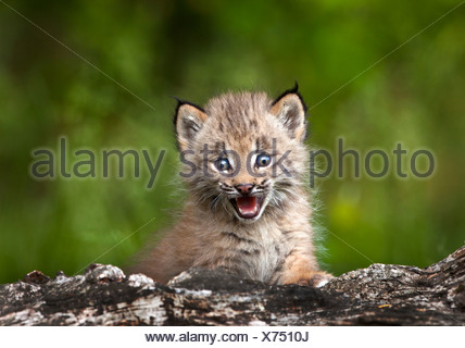 Baby-Luchs (Lynx Canadensis) über einen umgestürzten Baum suchen ...