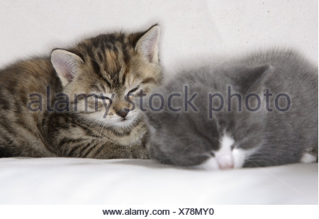 Sofa Katzen junge nebeneinander liegend kuschelt sich Tiere Säugetiere ...