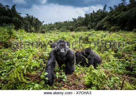 Berg-Gorillas (Gorilla Beringei)-Hirwa-Gruppe unter der Leitung von der ...