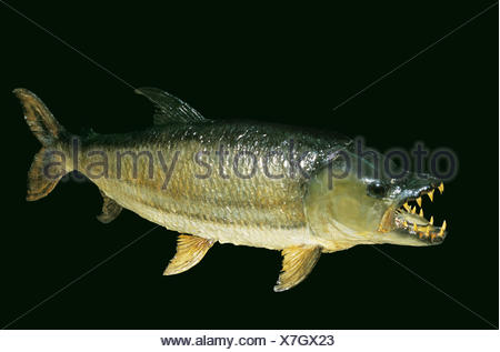Tigerfisch Hydrocynus Goliath, gefüllte Fisch mit offenem Mund ...