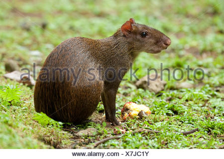 Mittelamerikanische Aguti - (Dasyprocta Trommler) - Costa Rica ...