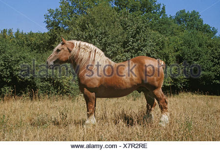 POSTIER BRETON, FRISCH GEZAPFTES PFERD, HENGST, STEHEND AUF GRASLAND ...