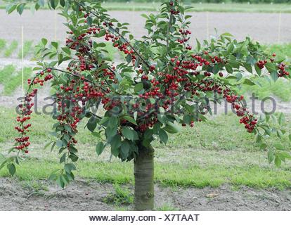Kirschbaum-Kirschen Prunus spec Zweig Früchte Baum Seiten Botanik ...