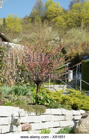 Mandelbäumchen Mandelbaum Prunus triloba Stockfotografie - Alamy