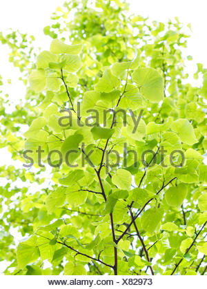 Europäische Espe (Populus Tremula), junge Blätter an einem Baum ...