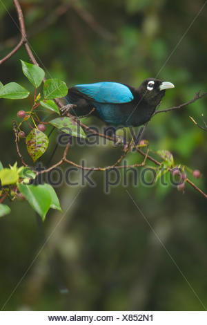 Paradisaea Rudolphi blauer Paradiesvogel Stockfoto, Bild: 12284958 - Alamy