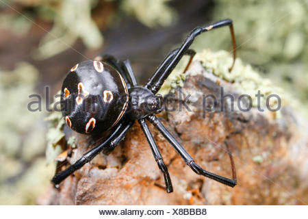 Südliche Schwarze Witwe, europäische schwarze Witwe, Malmignatte Spinne ...