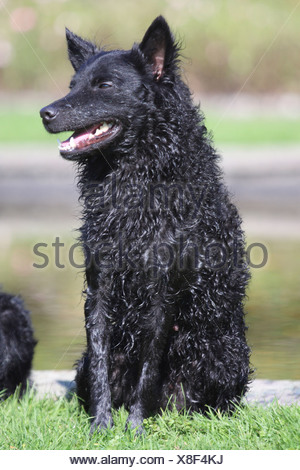Mudi (ungarischer Schäferhund) Erwachsenen Hund und Welpen weiß auf ...