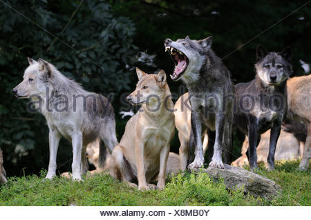 Eastern Timber Wolf Canis Lupus LYKAON Beute Essen Aggression ...