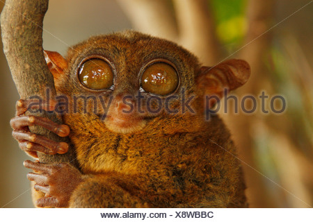 Philippinen-Koboldmaki (Tarsius Syrichta), Bohol, Philippinen ...