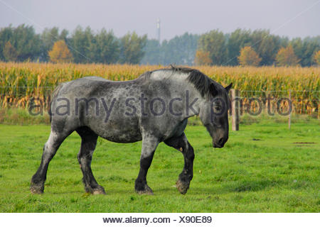 Belgische Pferd auf Niederländisch Range, Niederlande Stockfotografie ...